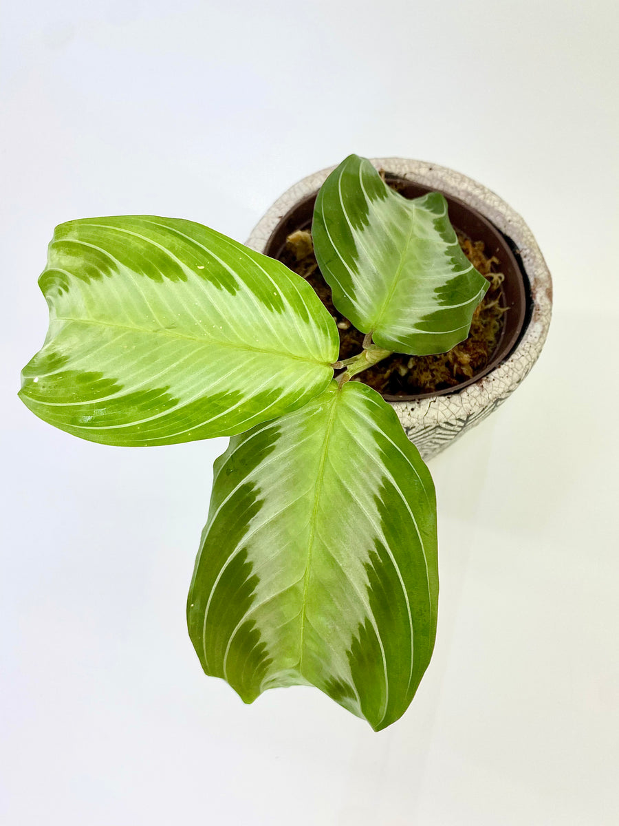 Maranta silver band – Plantastic
